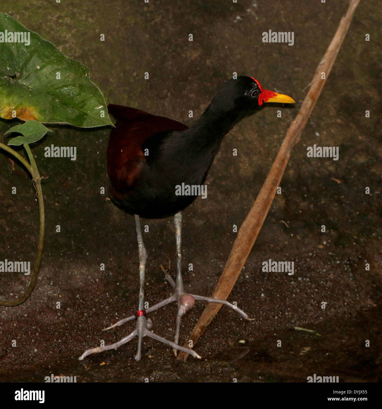 Wattled Jacana (Jacana Jacana) close-up Stock Photo - Alamy