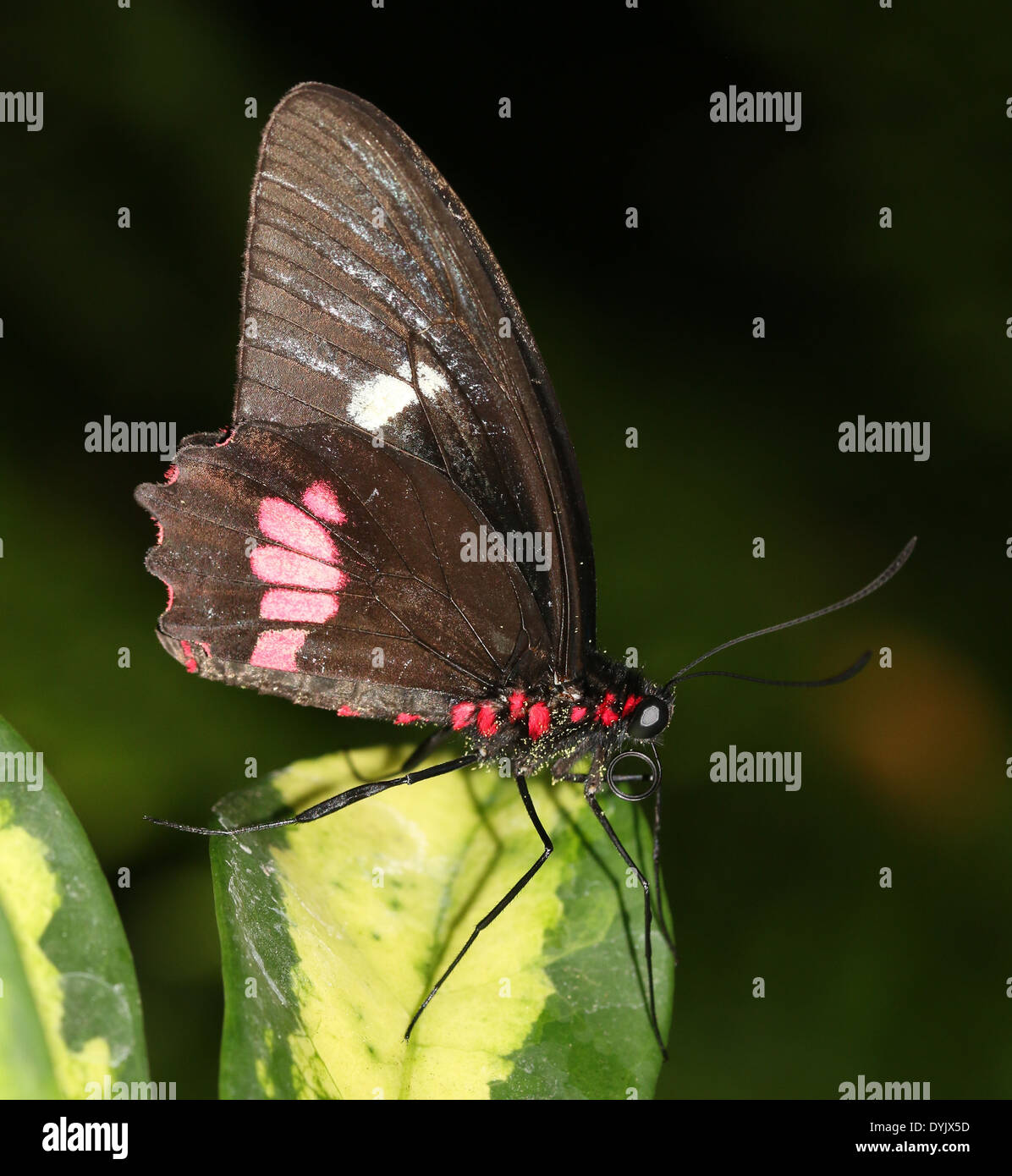 Arcas Cattleheart Butterfly (Parides eurimedes, Parides arcas) a.k.a ...