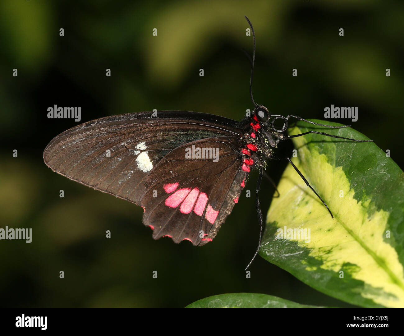 Cattleheart white butterfly hi-res stock photography and images - Alamy