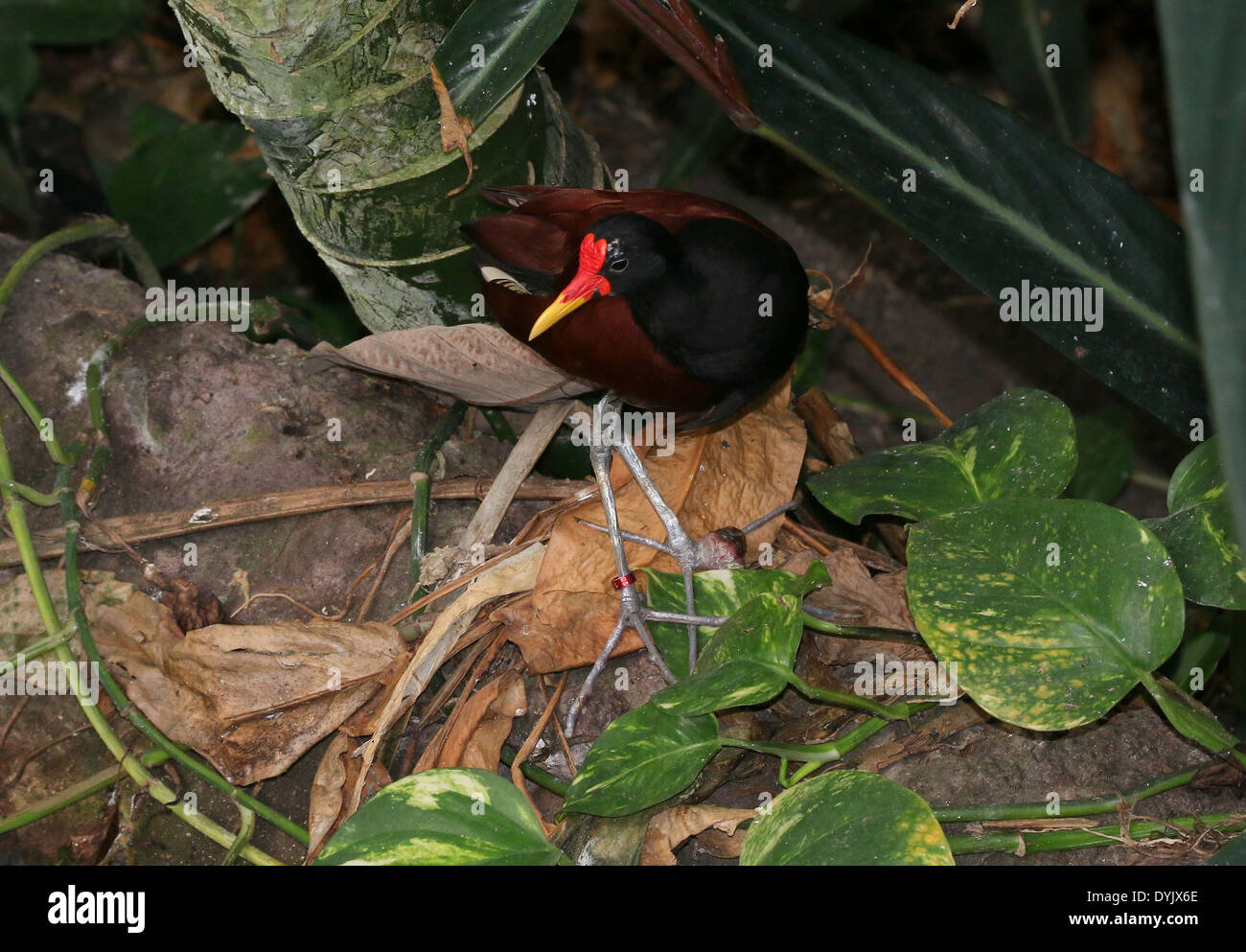 Jacana bird legs hi-res stock photography and images - Alamy