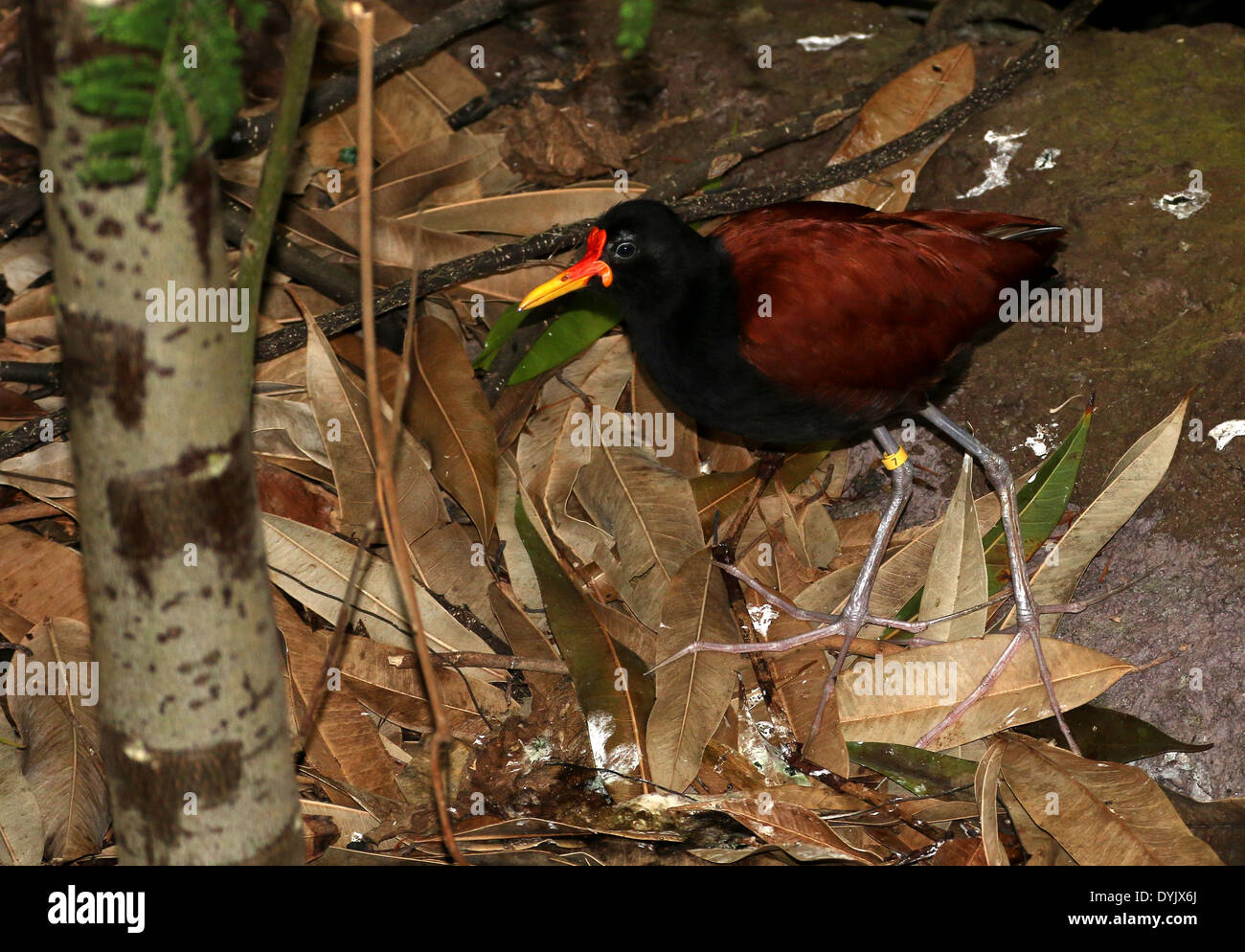 Jacana bird legs hi-res stock photography and images - Alamy