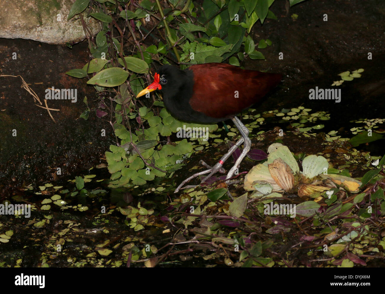 Wattled jacana female hi-res stock photography and images - Alamy