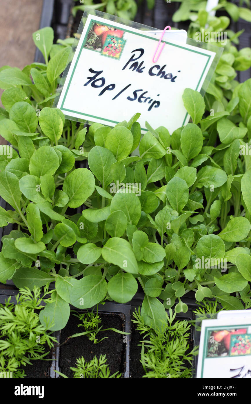 Pak choi seedlings hi-res stock photography and images - Alamy