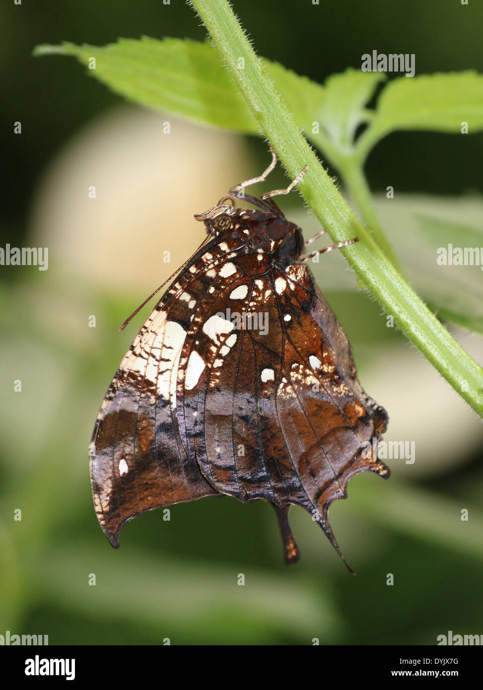 Silver-studded Leafwing Butterfly (Hypna clytemnestra) a.k.a. Jazzy ...