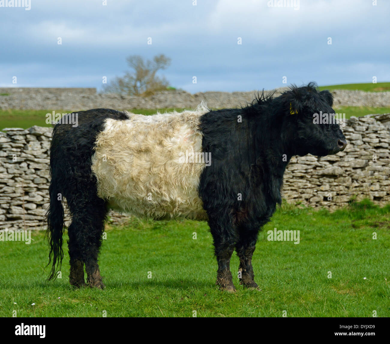 Belted galloway hi-res stock photography and images - Alamy