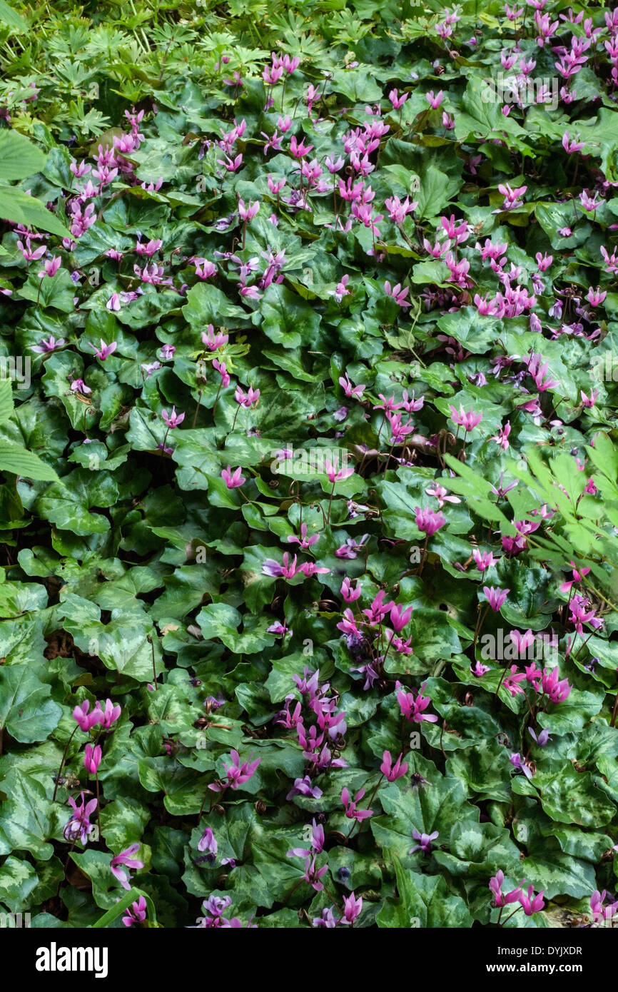 Highdown hi-res stock photography and images - Alamy