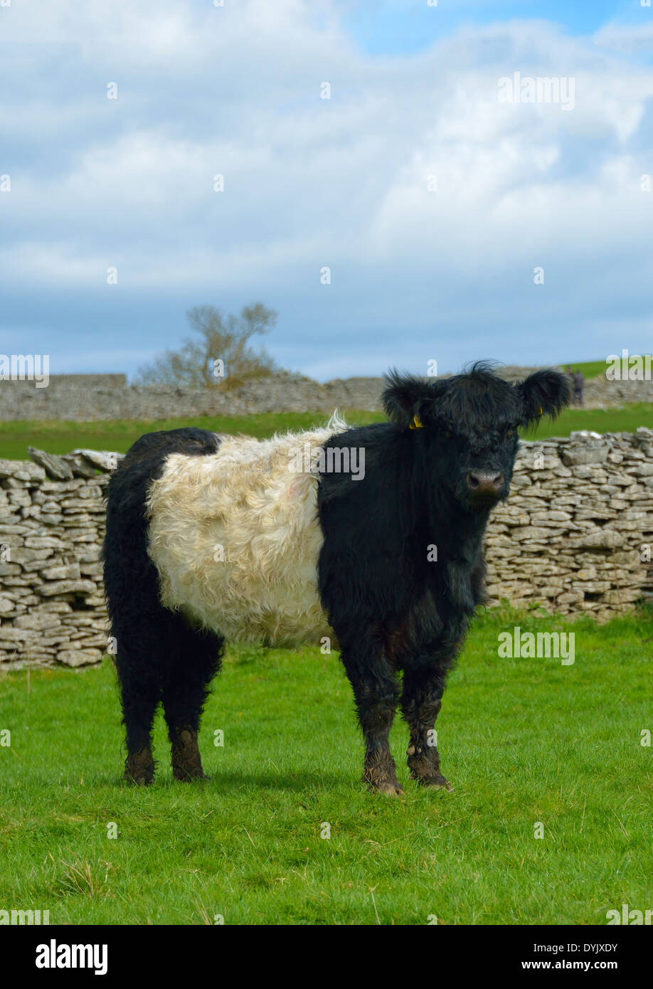 Belted galloway cow hi-res stock photography and images - Alamy