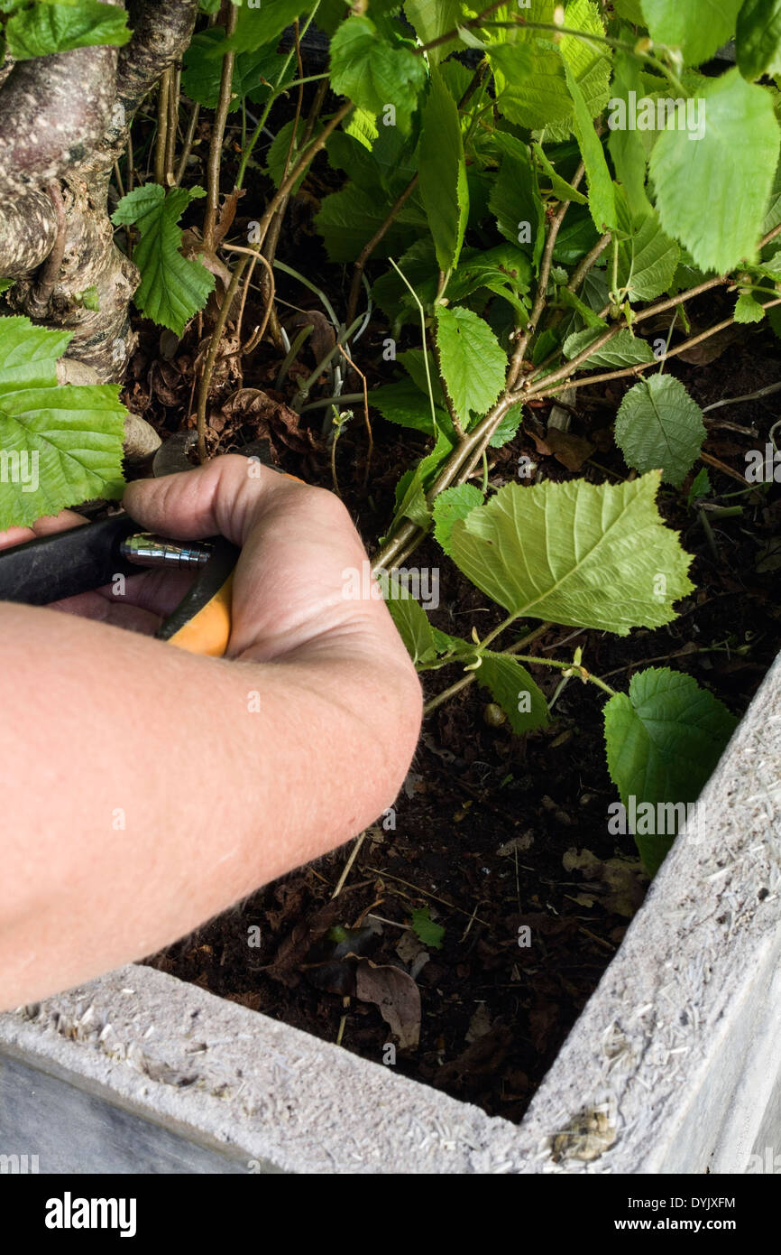 PRUNING SUCKERS FROM THE BASE OF A CORYLUS AVELLANA 'CONTORTA ...