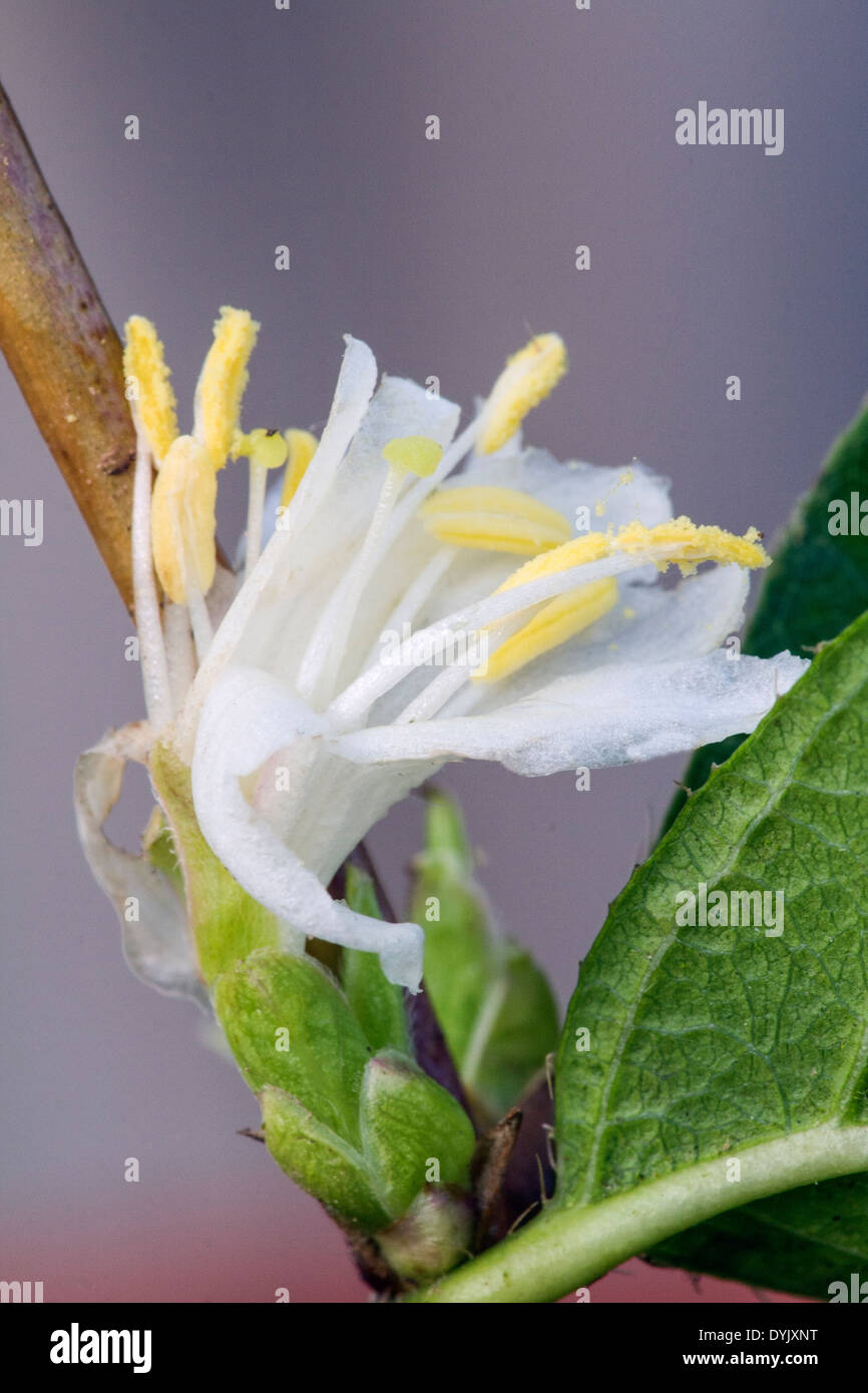 Lonicera purpusii hi-res stock photography and images - Alamy