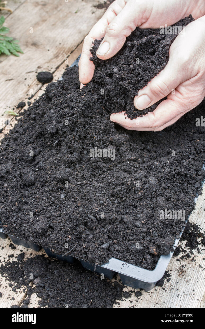 filling a seed tray with compost Stock Photo - Alamy