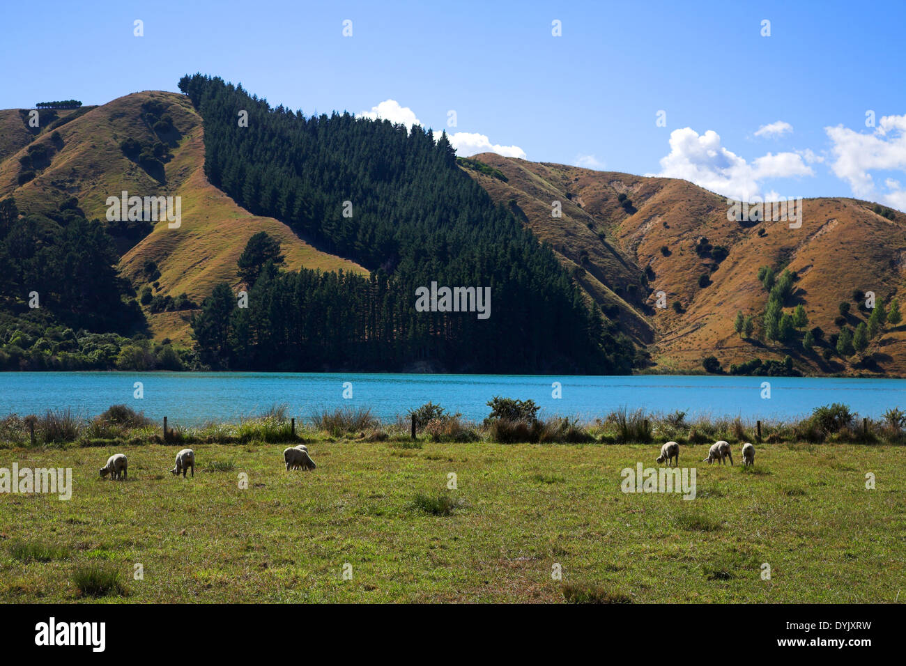 Cable Bay, New Zealand Stock Photo - Alamy