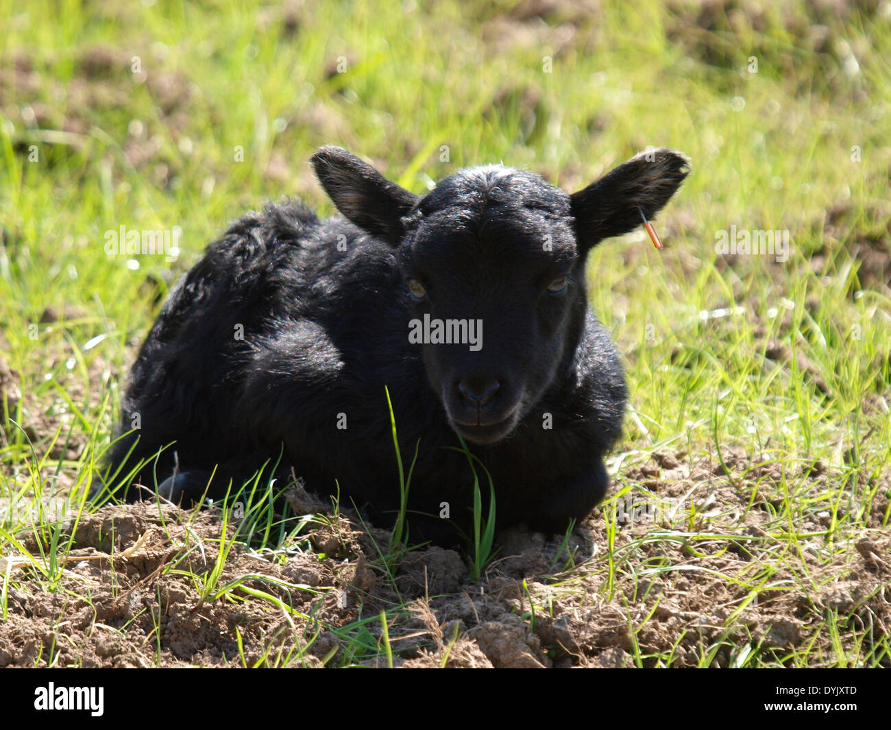 Lamb lying down hi-res stock photography and images - Alamy