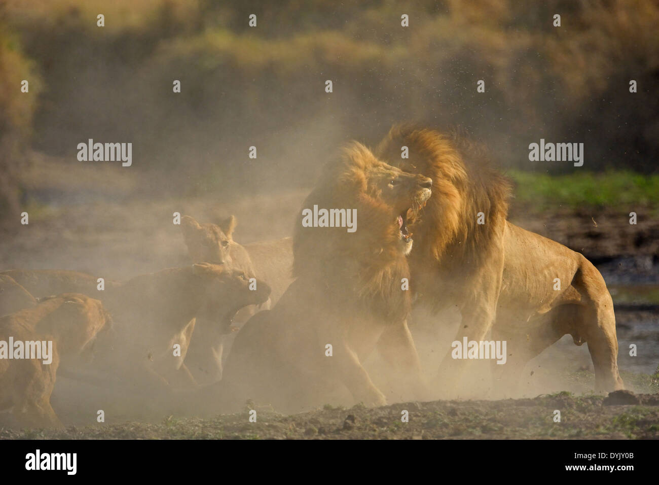 Fighting lions in Masai Mara, Kenya, Africa Stock Photo - Alamy