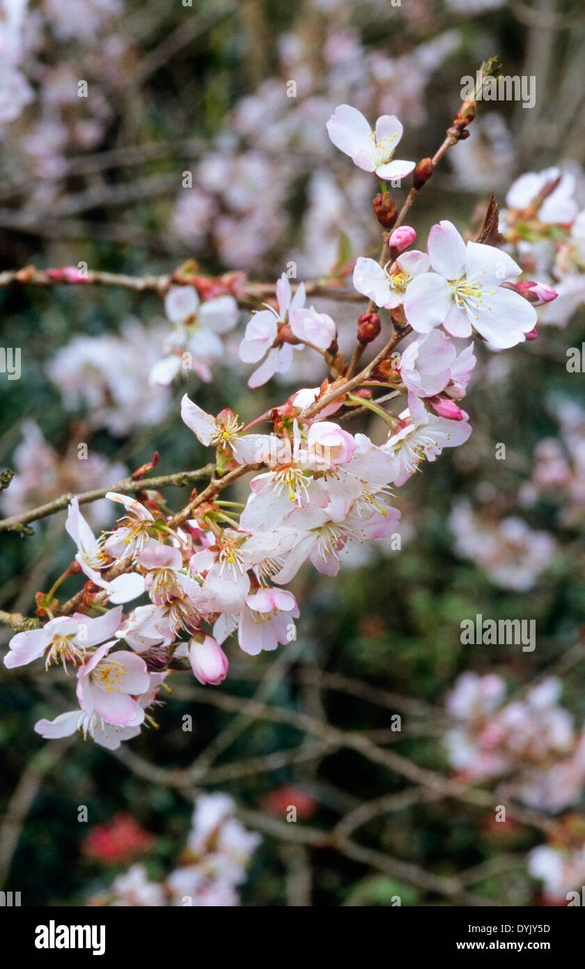 Prunus pandora hi-res stock photography and images - Alamy