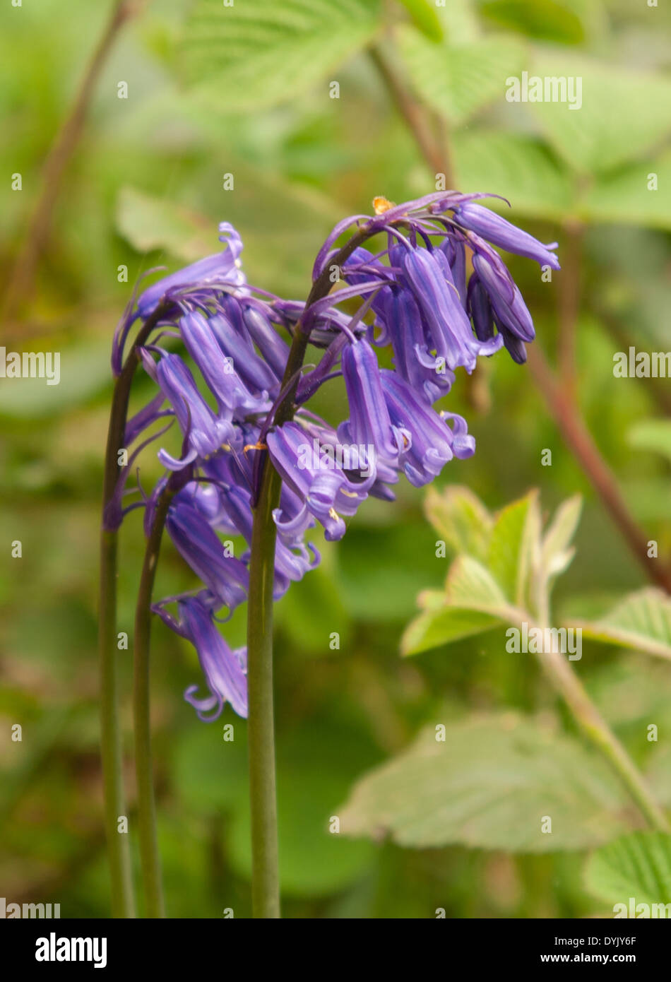 Bluebells in spring Stock Photo - Alamy