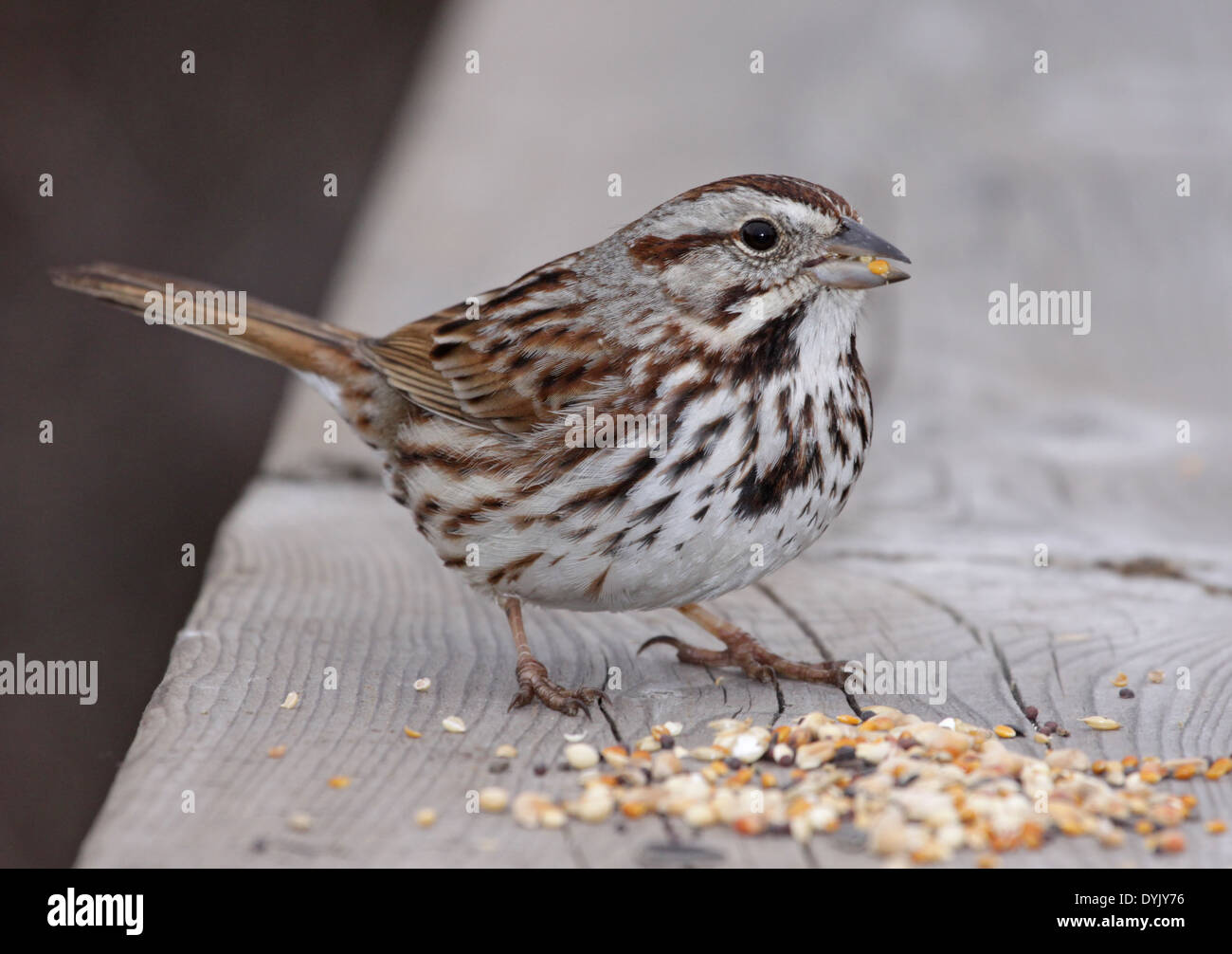 Eating Song Sparrow Stock Photo - Alamy