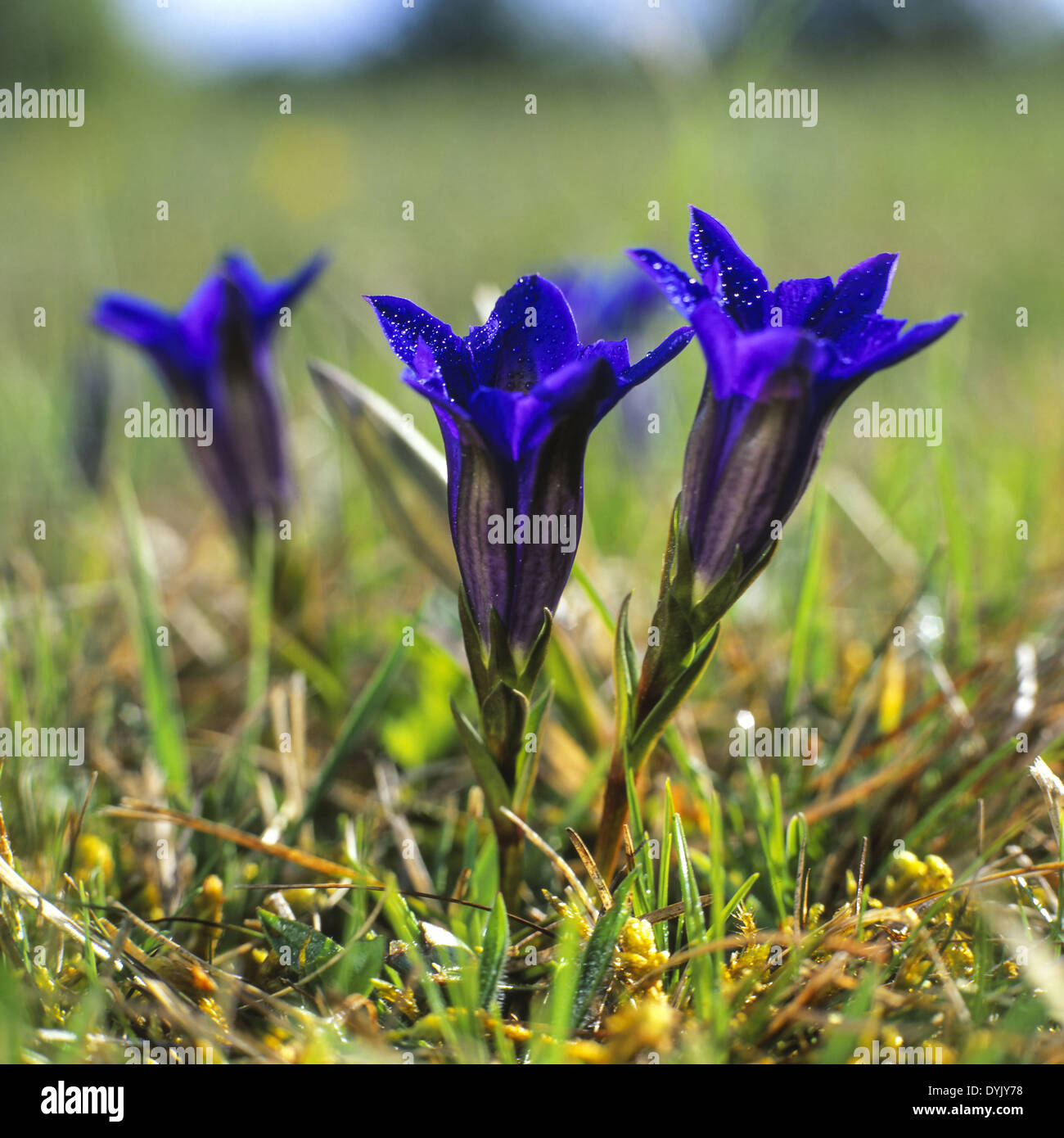 Blauer enzian hi-res stock photography and images - Alamy