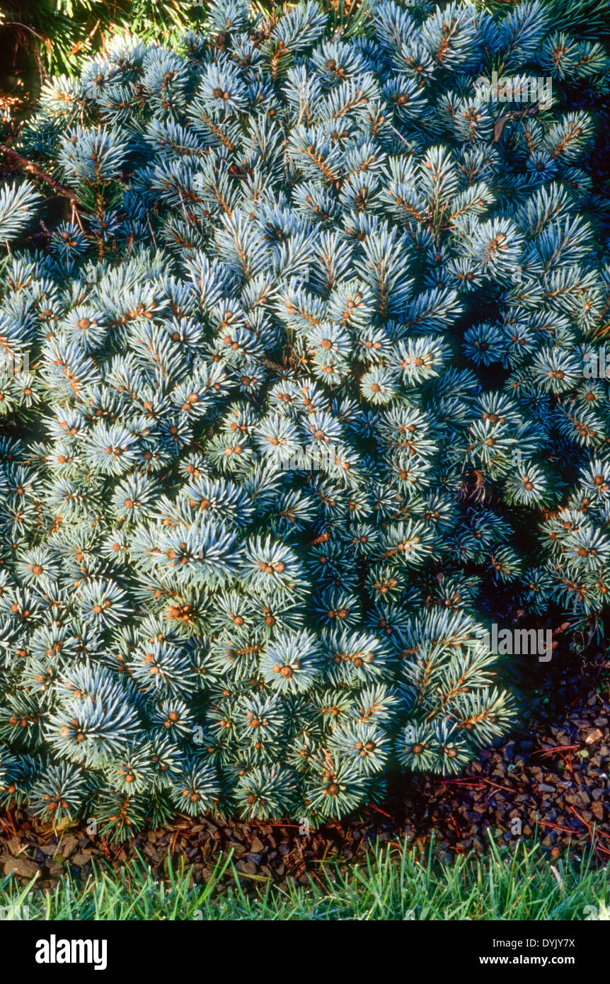Dwarf conifer garden hi-res stock photography and images - Alamy