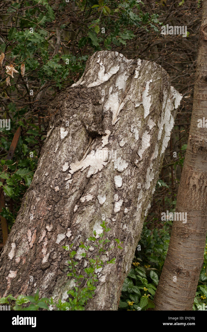 Stump of a Silver Birch Tree after falling down Stock Photo - Alamy