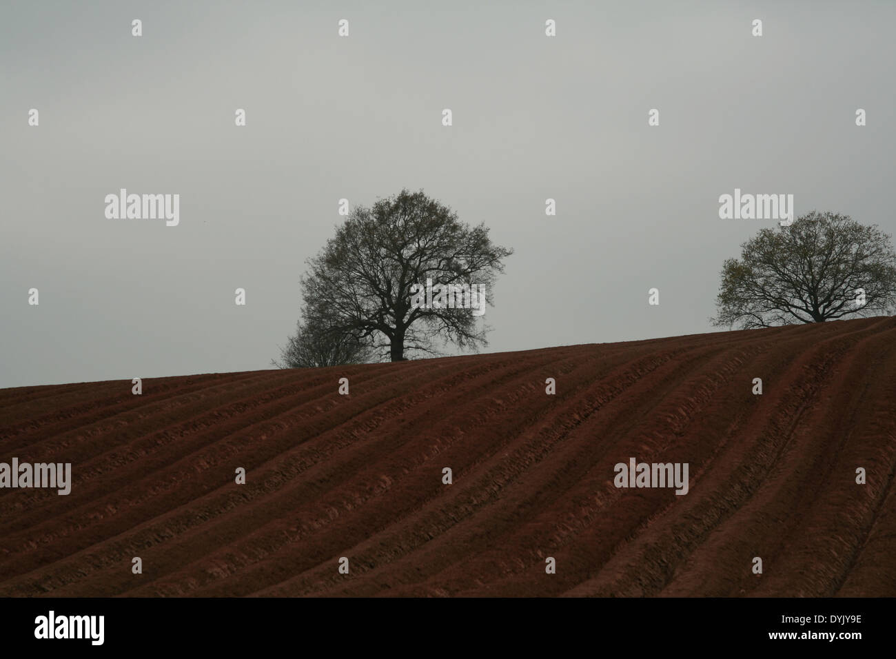Trees in a field Stock Photo - Alamy