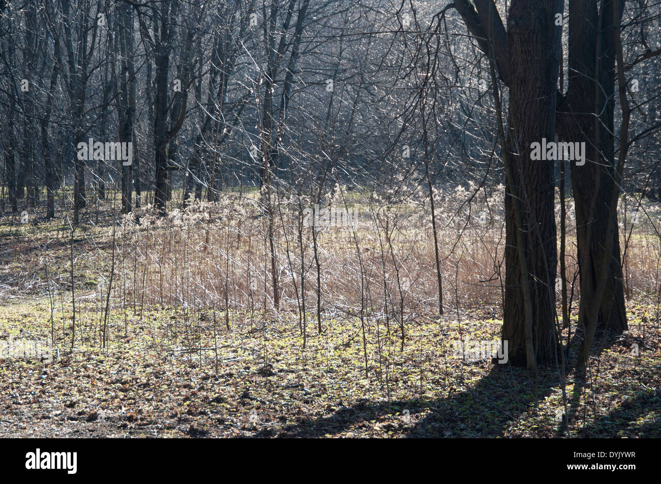 Moscow sokolniki park hi-res stock photography and images - Alamy