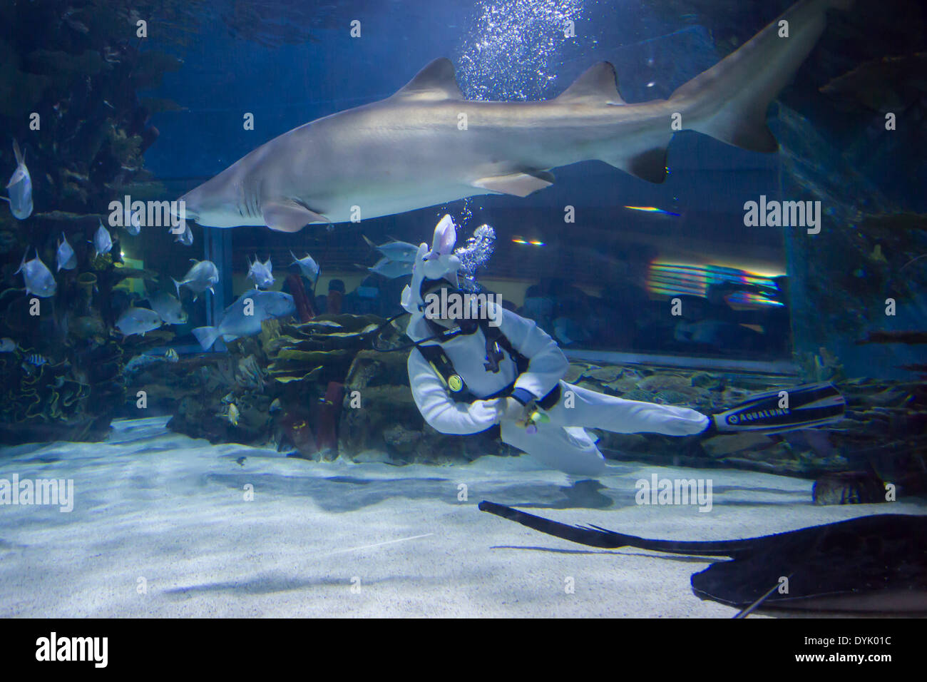 Budapest, Hungary. 20th Apr, 2014. A scuba diver dressing up as an ...