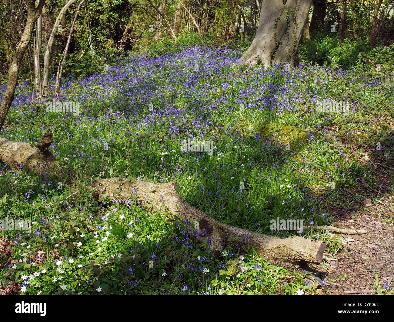 Bramdean Common High Resolution Stock Photography and Images - Alamy