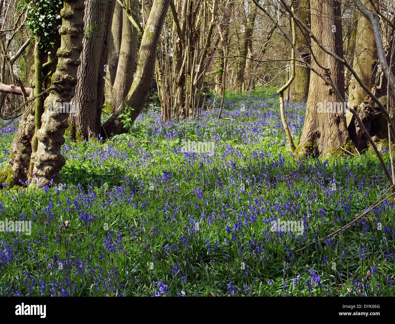 Copse stand trees hi-res stock photography and images - Alamy