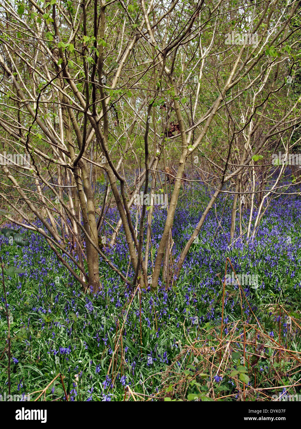 Young coppiced hazel tree surrounded by bluebells in Hampshire woodland ...
