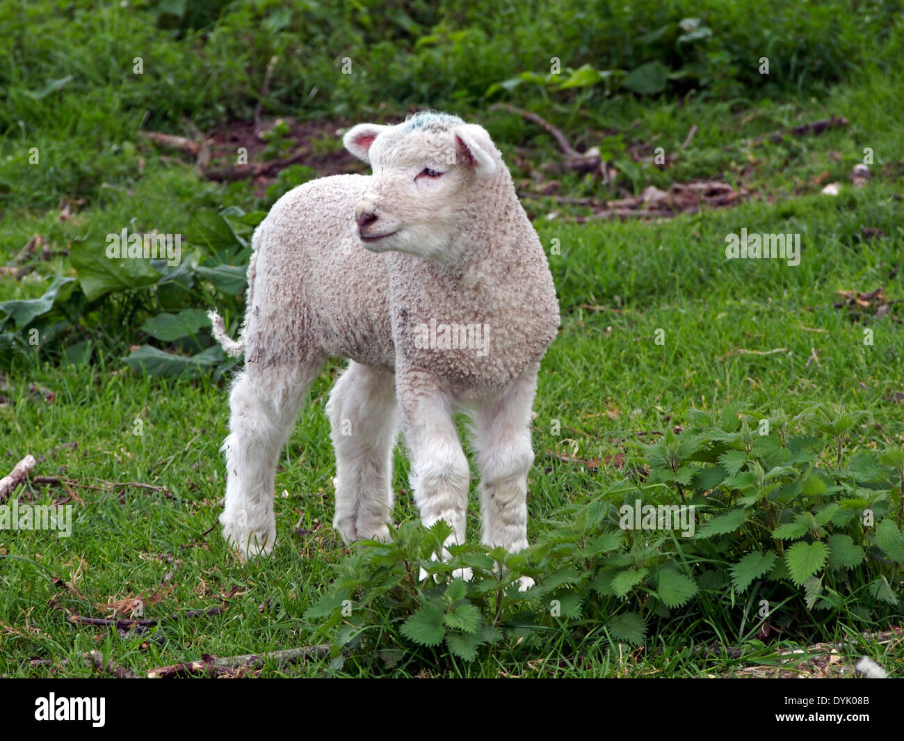 Southdown sheep lamb hi-res stock photography and images - Alamy