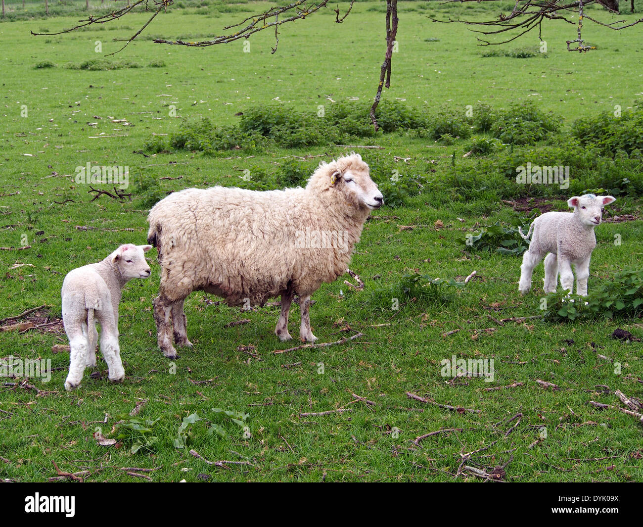 Southdown ewe with lambs in Hampshire mid-April April 2014 Stock Photo ...