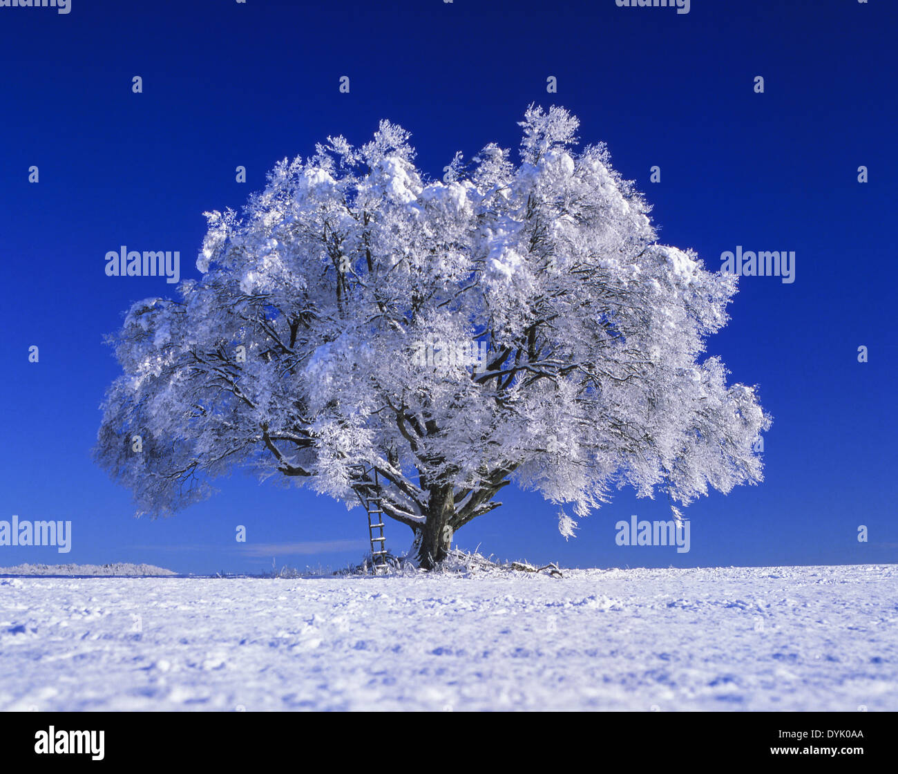 Baum im schnee hi-res stock photography and images - Alamy