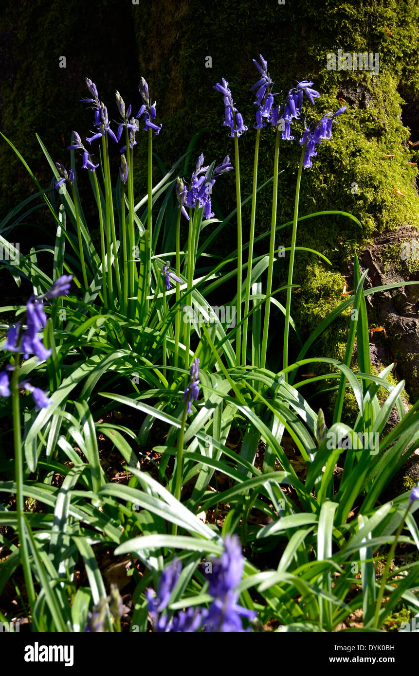 A close view of a spring bluebell plant in Micheldever Woods in ...