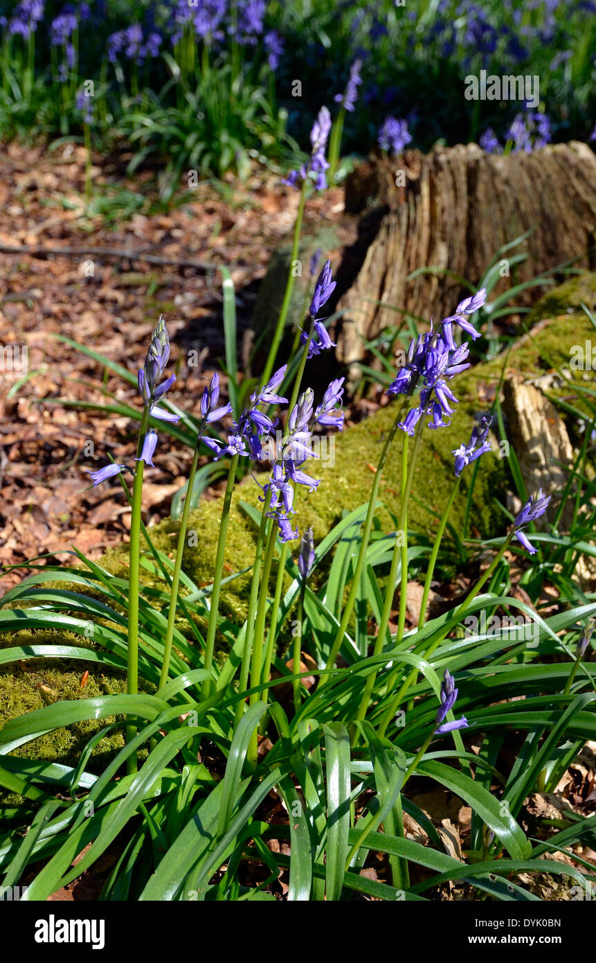 A close view of a spring bluebell plant in Micheldever Woods in ...