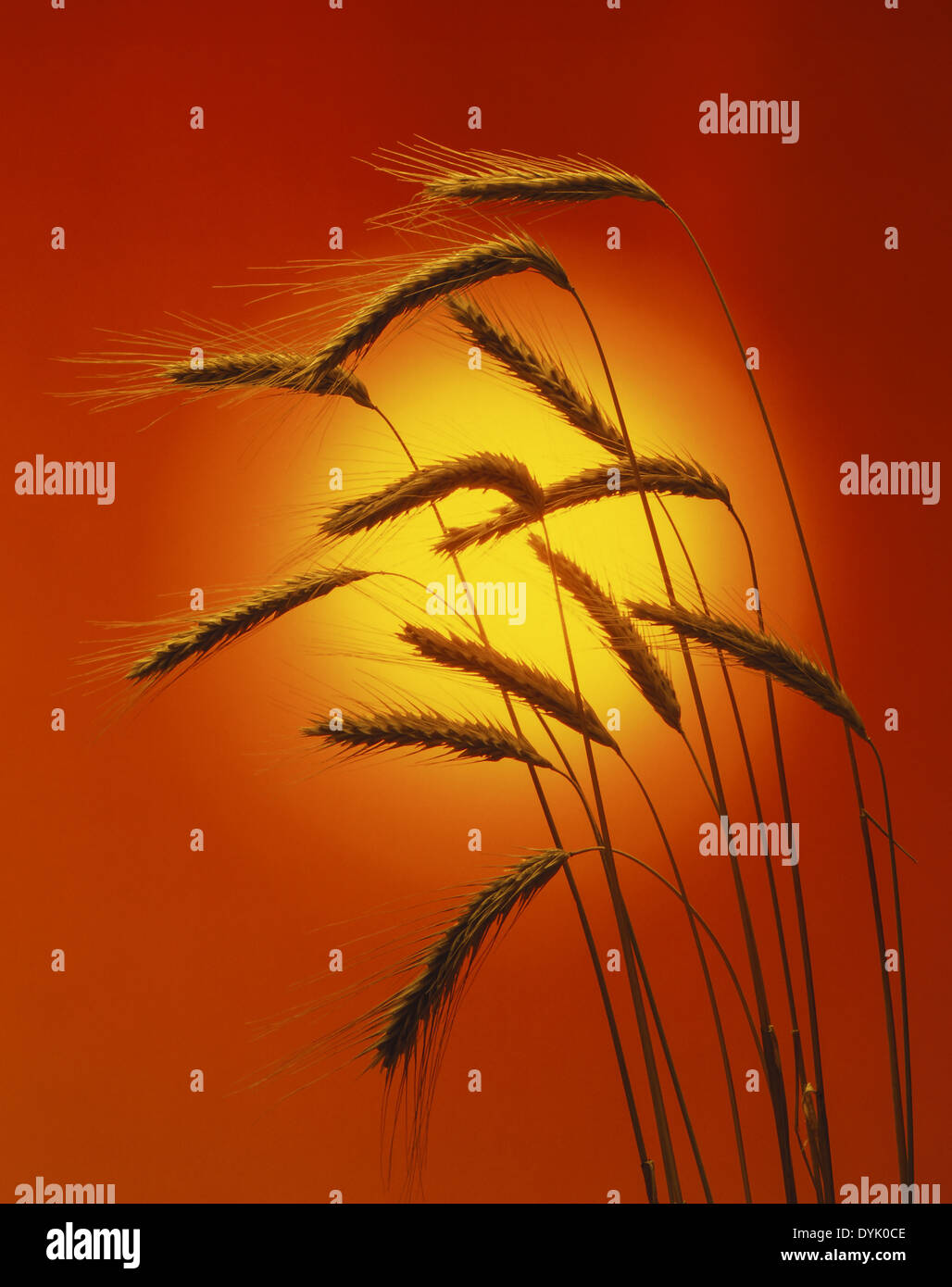 Reifer Roggen vor Sonnenuntergang (Secale cereale) Ripe Rye before ...