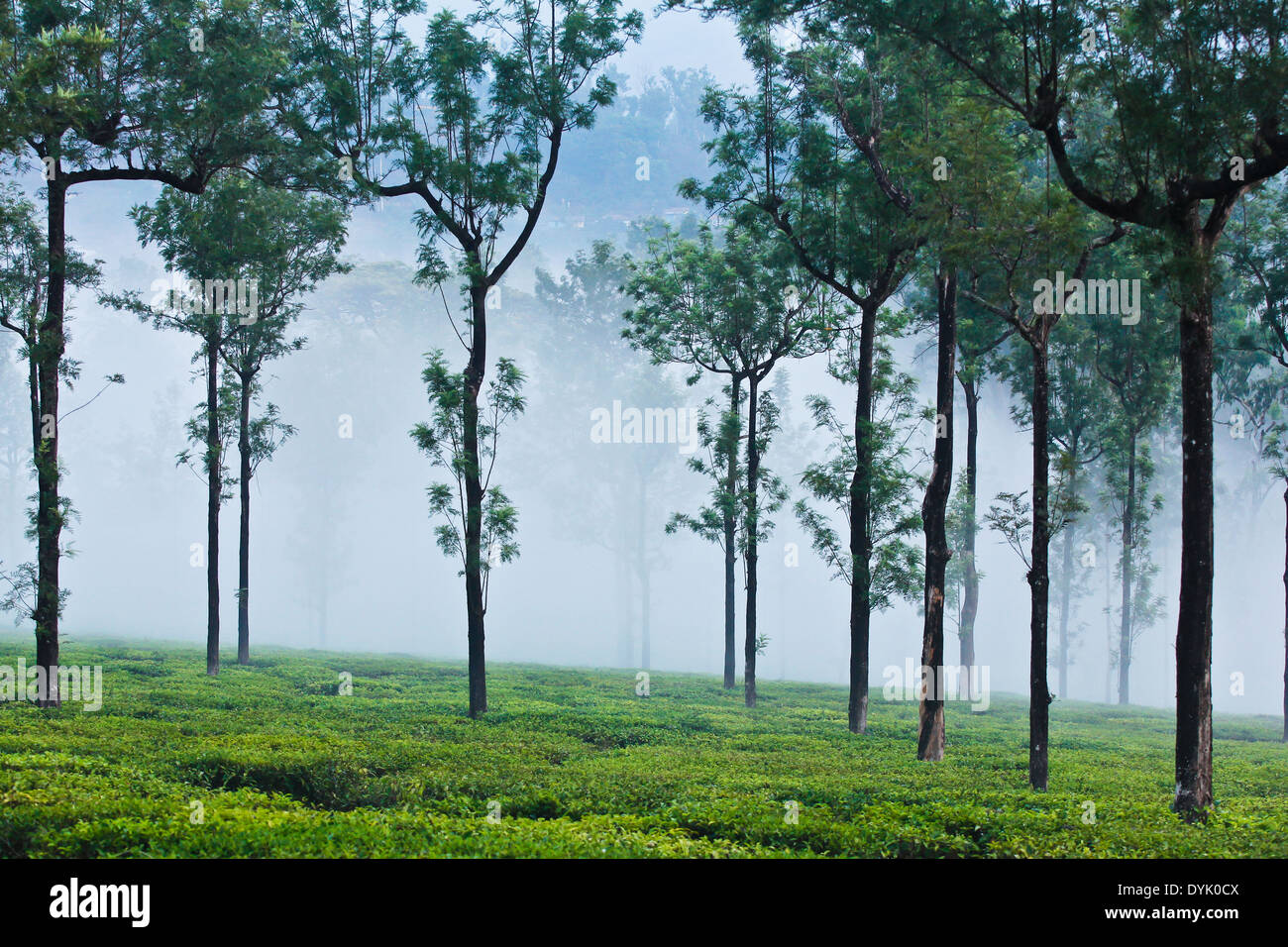 Wagamon hi-res stock photography and images - Alamy