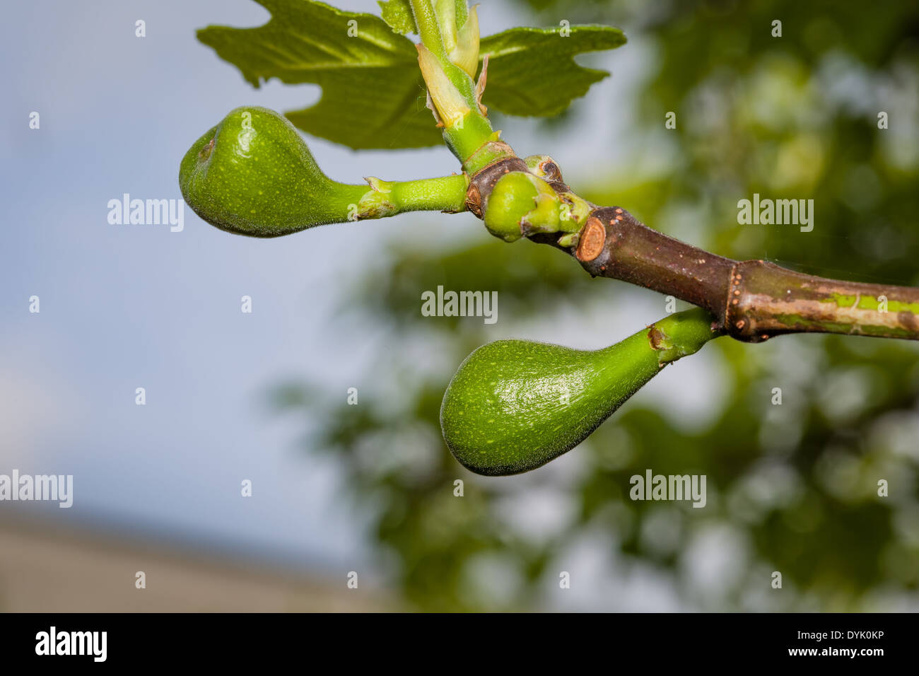 New young figs in summer turn into amazing sweet fruits Stock Photo - Alamy