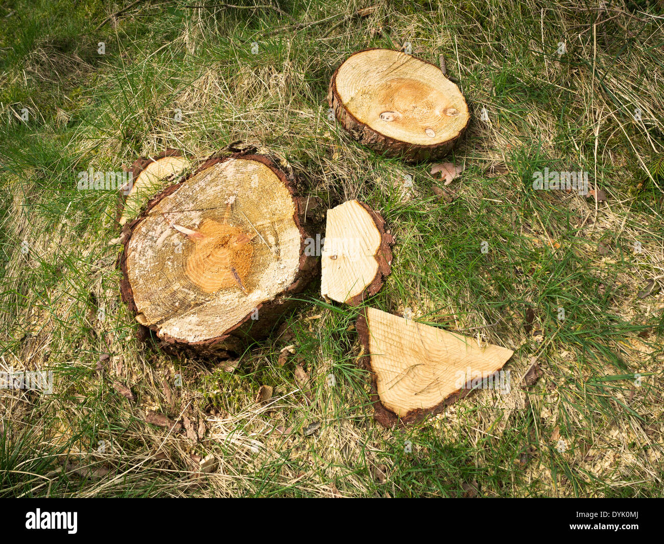 Close up of freshly felled pine tree stump showing tree rings Stock ...