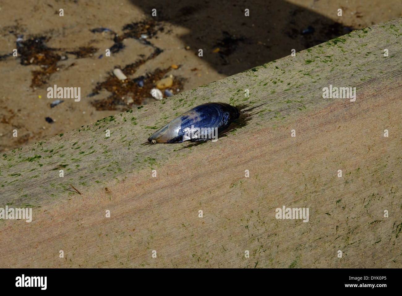 Mussel shell on beach Stock Photo - Alamy