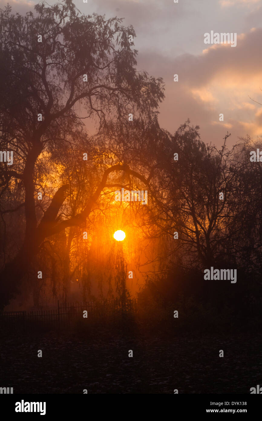 Sunrise through the trees hi-res stock photography and images - Alamy