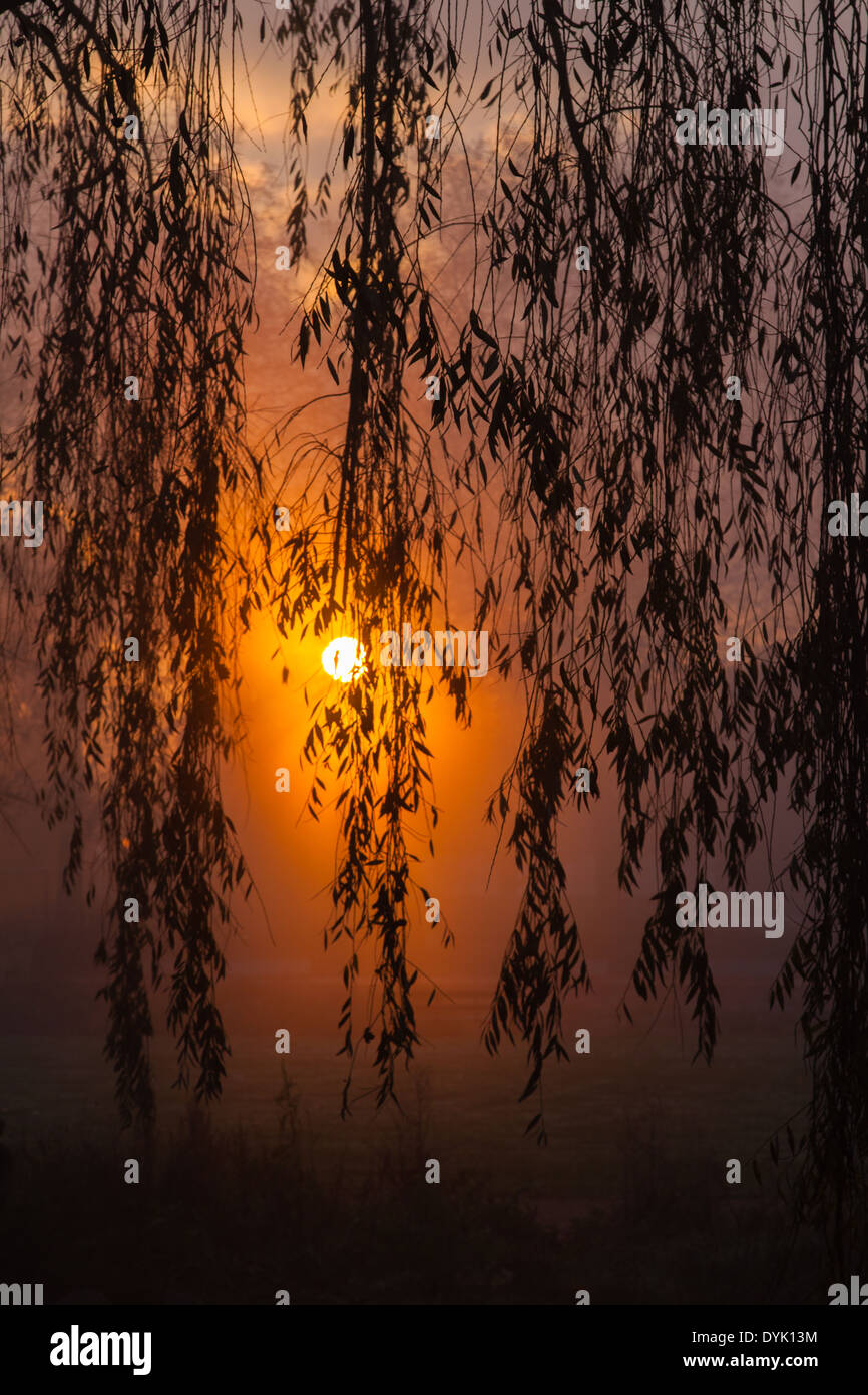 Silhouette weeping willow tree branches hi-res stock photography and ...