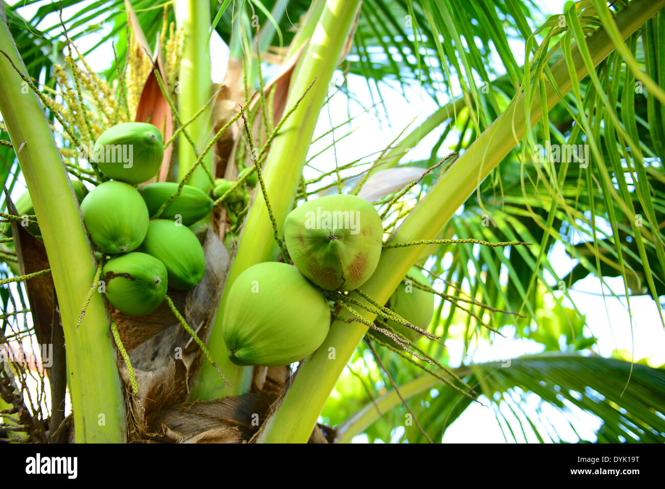 Coconut tree coconuts hi-res stock photography and images - Alamy