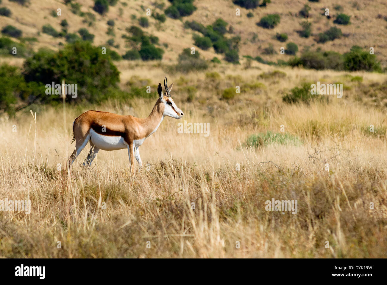 springbok and savanna in their natural habitat at mountain zebra ...