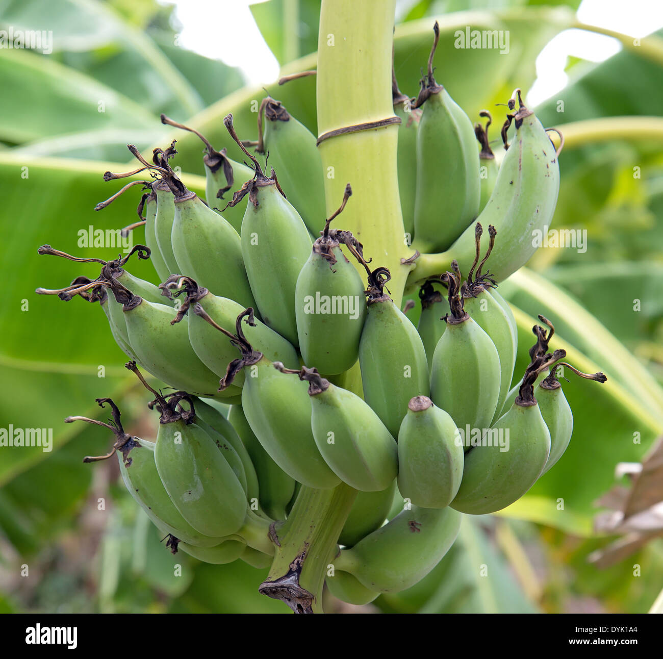 Banana tree with a bunch of bananas Stock Photo - Alamy