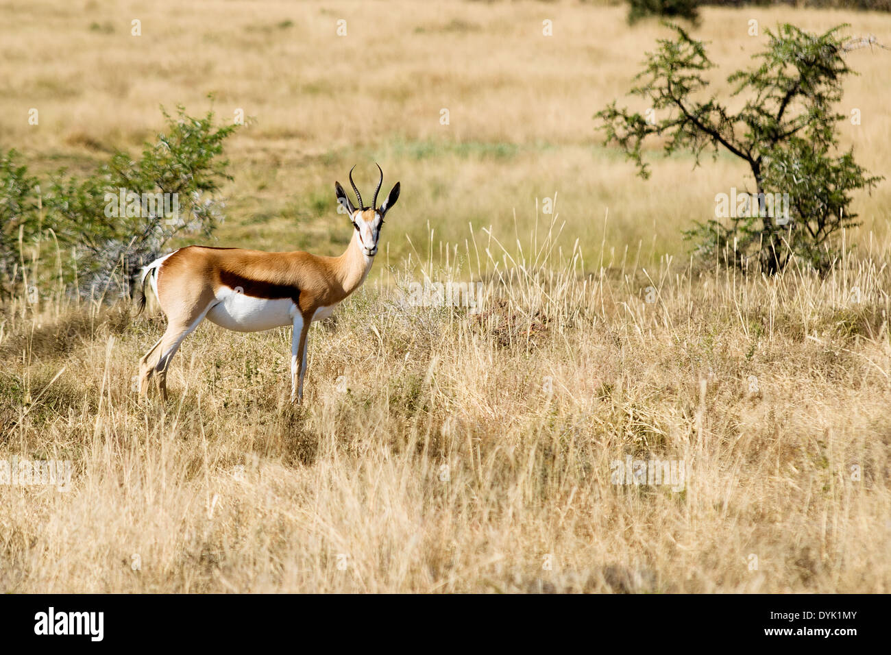 springbok and tree in their natural habitat at mountain zebra national ...