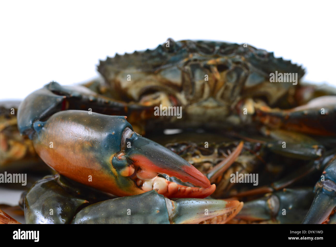 Raw crab hi-res stock photography and images - Alamy