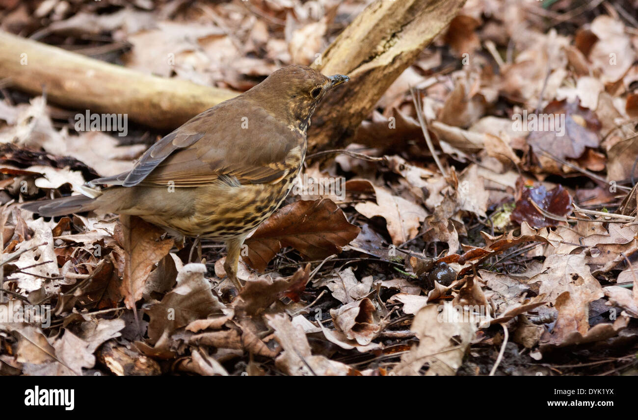 Song thrush feeding hi-res stock photography and images - Alamy