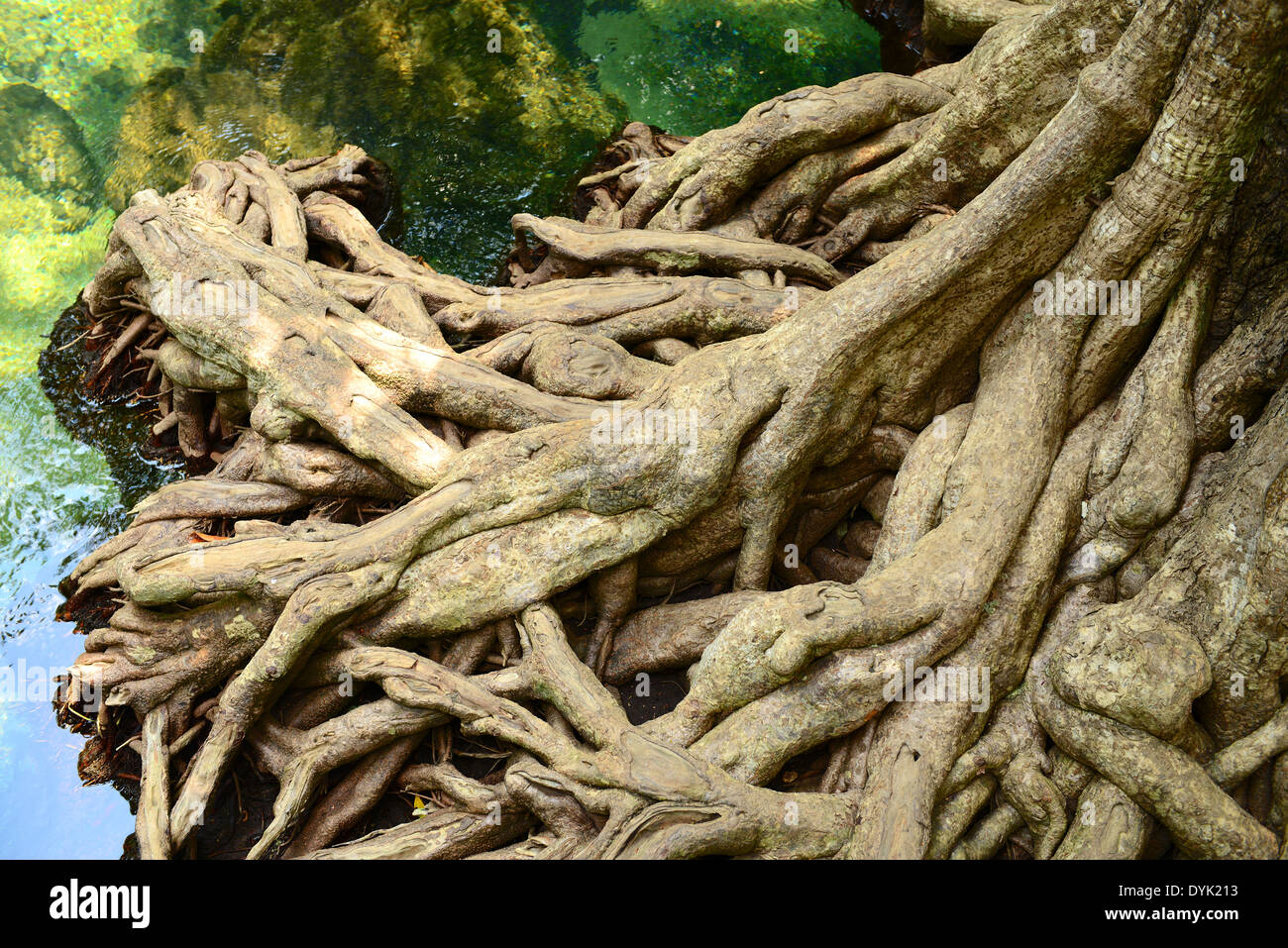 Mangrove wood hi-res stock photography and images - Alamy