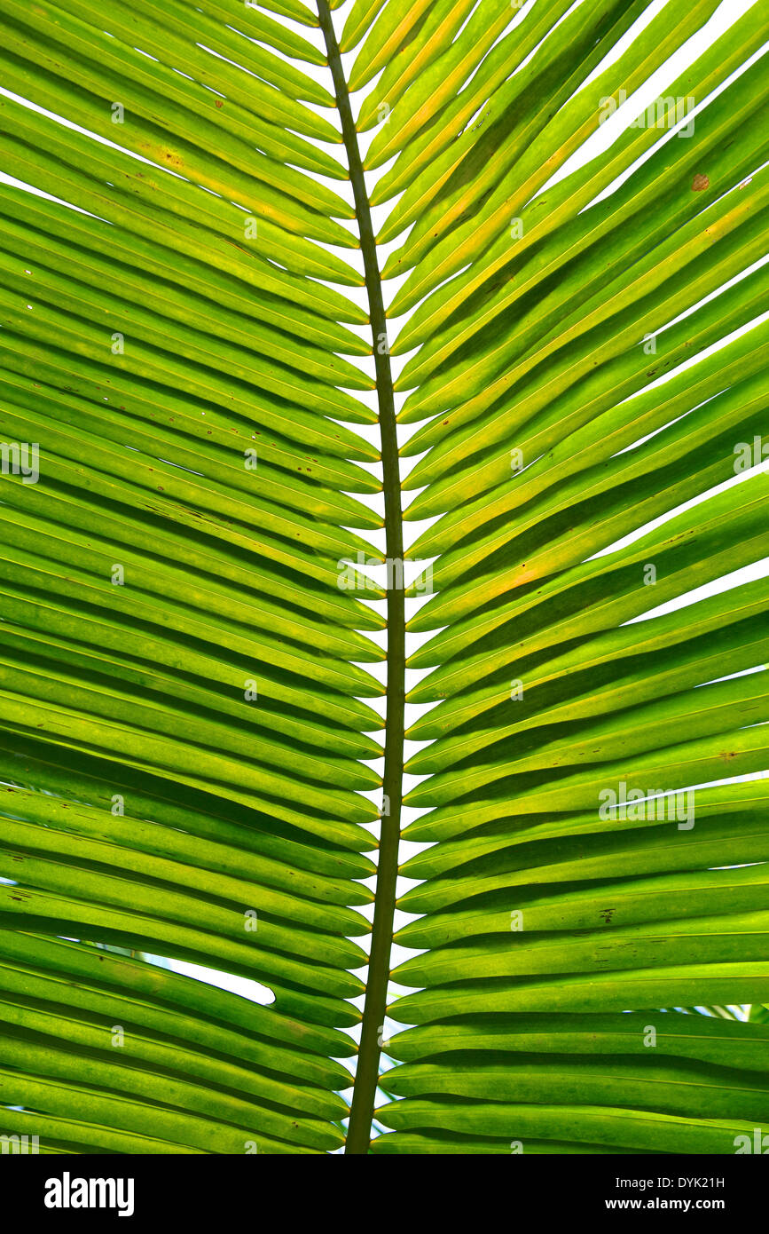 Hawaiian leaf hi-res stock photography and images - Alamy