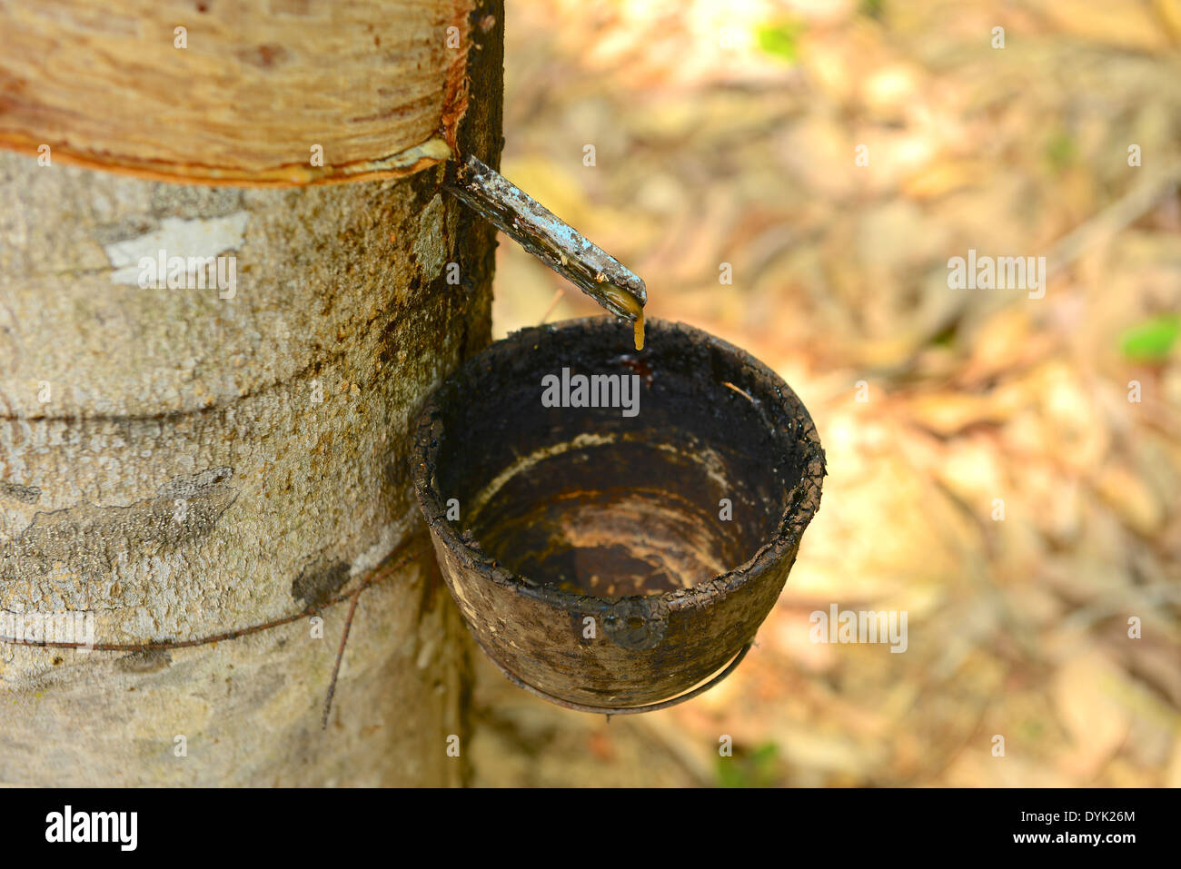 Rubber tree plantation in thailand Stock Photo - Alamy